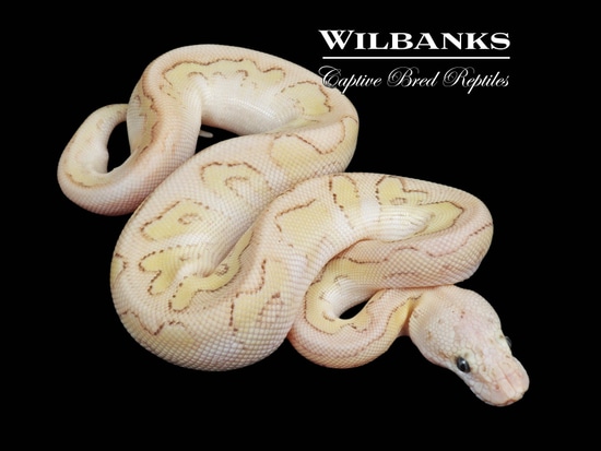 ButterFly Clown Ball Python by Wilbanks Captive Bred Reptiles