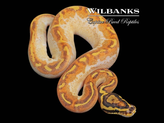 Freeway Enchi Sugar Spotnose Ball Python by Wilbanks Captive Bred Reptiles