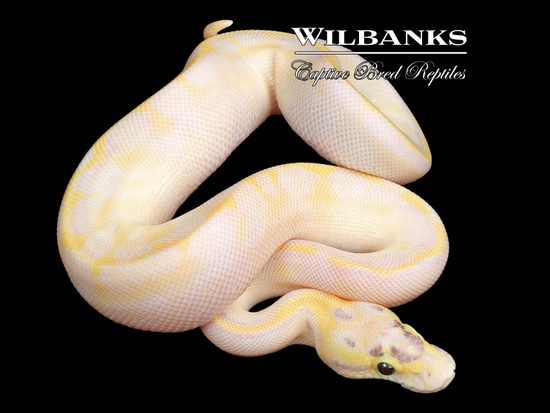 Super Pastel Ivory Ball Python by Wilbanks Captive Bred Reptiles
