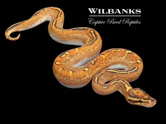 Freeway Fire Sugar Ball Python by Wilbanks Captive Bred Reptiles