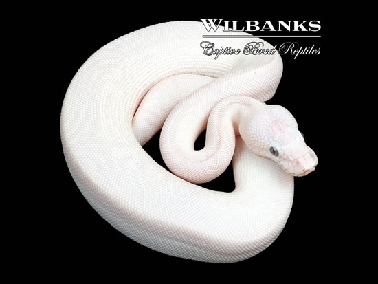 Blue Eyed Leucistic (Lucy) (Mojave Butter) Ball Python by Wilbanks ...