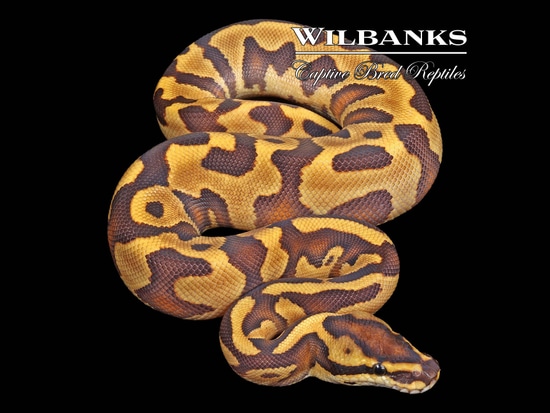 FireFly Enchi Yellow Belly 100% Het. Clown Ball Python by Wilbanks ...