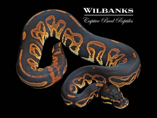 Leopard Blackhead 100% Het. Lavender Albino Ball Python by Wilbanks ...