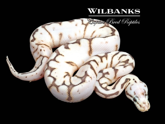 Fire Queen Bee Ball Python by Wilbanks Captive Bred Reptiles