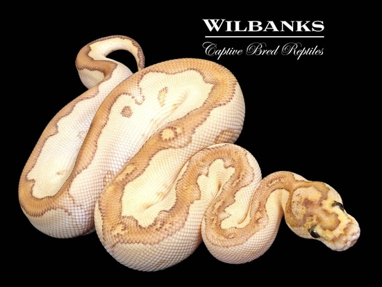 Nuclear Clown Ball Python by Wilbanks Captive Bred Reptiles