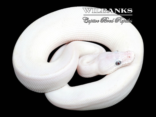 Blue Eyed Lucy (Butter Mojave) Ball Python by Wilbanks Captive Bred ...