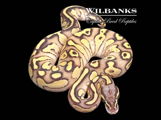 ButterFly Yellow Belly Ball Python by Wilbanks Captive Bred Reptiles