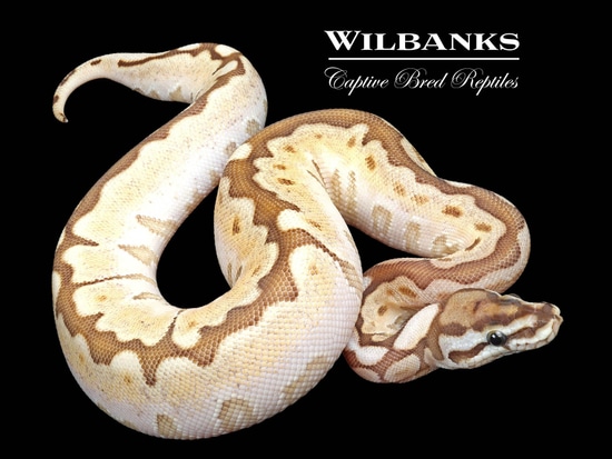 Butter Spider Ball Python by Wilbanks Captive Bred Reptiles