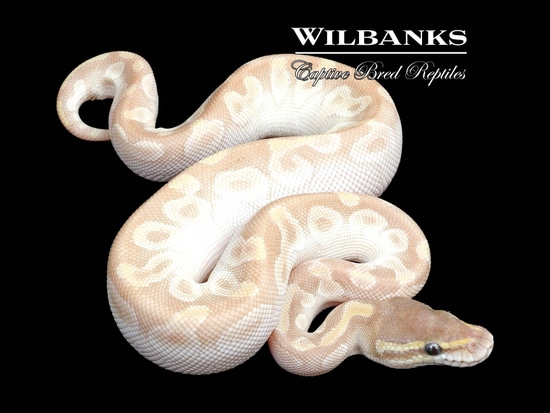 Crystal Ball Python by Wilbanks Captive Bred Reptiles