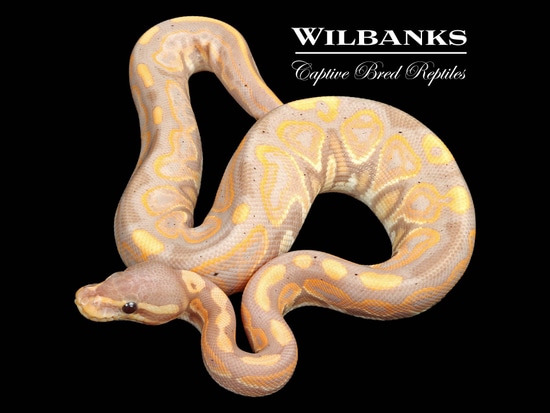 Banana Black Pastel Ball Python by Wilbanks Captive Bred Reptiles