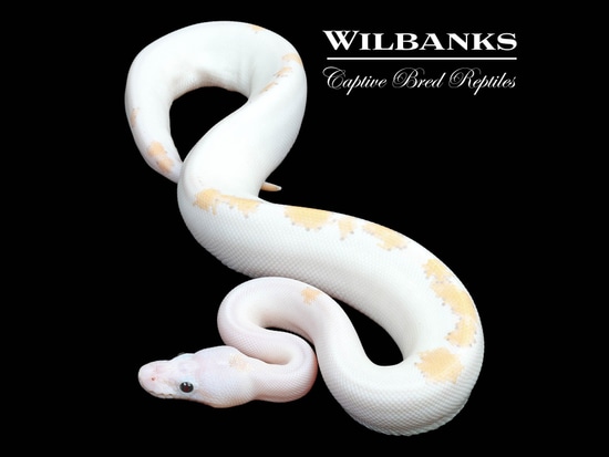 Super Fire Ball Python by Wilbanks Captive Bred Reptiles
