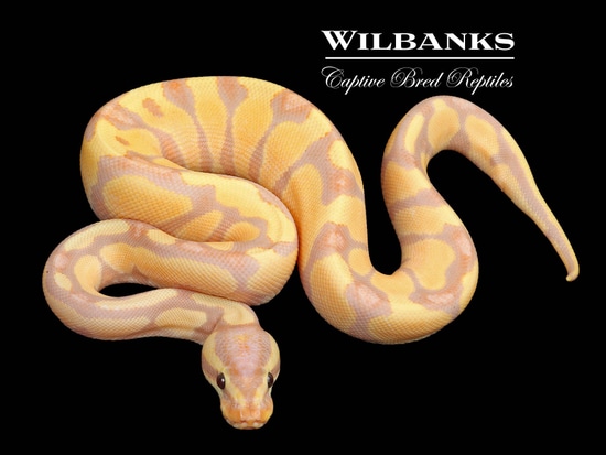 Banana Enchi Spark Ball Python by Wilbanks Captive Bred Reptiles