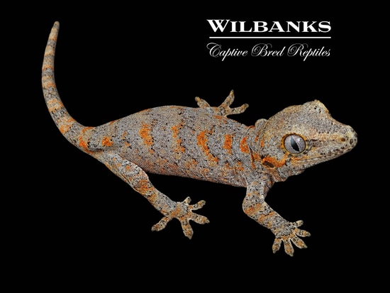 Gargoyle Gecko '23 by Wilbanks Captive Bred Reptiles