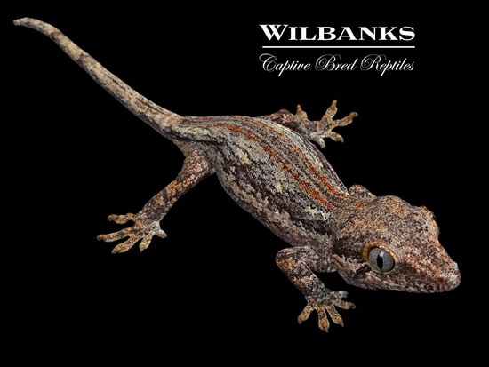 Striped Gargoyle Gecko '23 by Wilbanks Captive Bred Reptiles