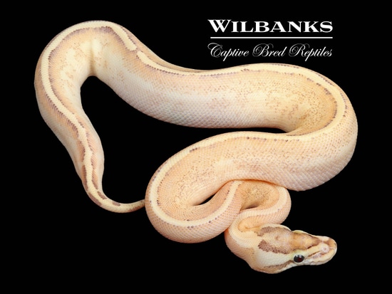 Puma Ball Python by Wilbanks Captive Bred Reptiles