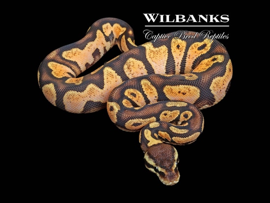 Pastel Sugar Ball Python by Wilbanks Captive Bred Reptiles