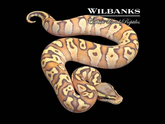 Super Pastel Mojave Enchi Ghost Ball Python by Wilbanks Captive Bred ...