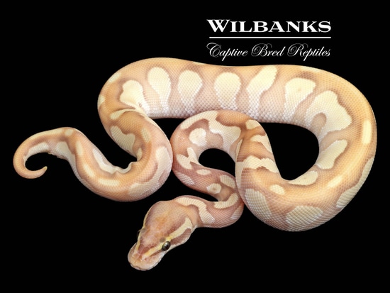 Banana Butter Enchi Ball Python by Wilbanks Captive Bred Reptiles