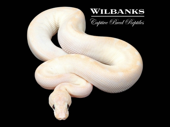 Cinnamon Russo Special Ball Python by Wilbanks Captive Bred Reptiles