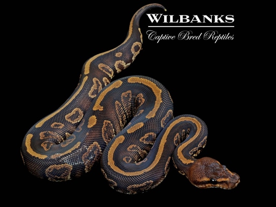 Chocolate Mahogany Sable Ball Python by Wilbanks Captive Bred Reptiles
