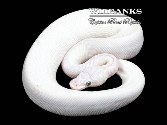 Blue Eyed Leucistic (Lucy) (Mojave Butter) Ball Python by Wilbanks ...