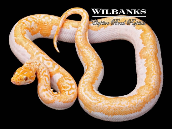 Albino Pied 66% PH Granite Burmese Python by Wilbanks Captive Bred Reptiles