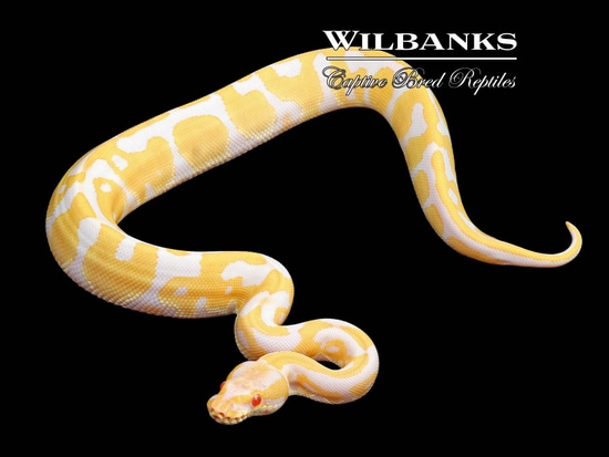 Albino Blackhead Leopard Enchi Ball Python by Wilbanks Captive Bred ...