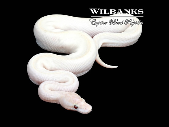 Banana Ivory Ball Python by Wilbanks Captive Bred Reptiles