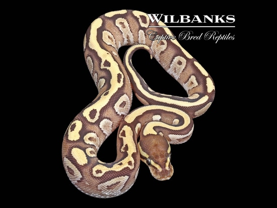 Nuclear Ball Python by Wilbanks Captive Bred Reptiles