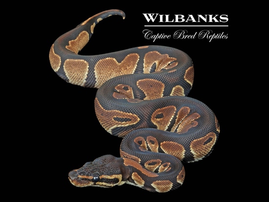 Blackhead 100% Het. Lavender Albino Ball Python by Wilbanks Captive ...
