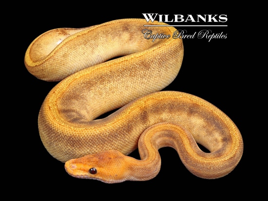 Pinstripe Champagne 100% Het. Orange Crush Ball Python by Wilbanks Captive Bred Reptiles