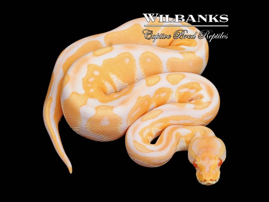 Black Pastel Albino Enchi Ball Python by Wilbanks Captive Bred Reptiles