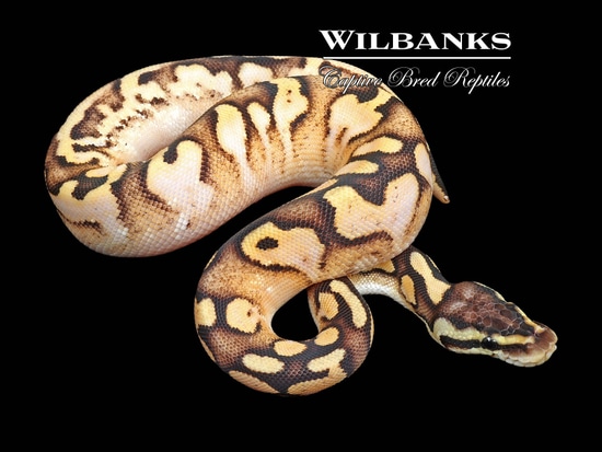 Pastel Enchi Sugar Ball Python by Wilbanks Captive Bred Reptiles