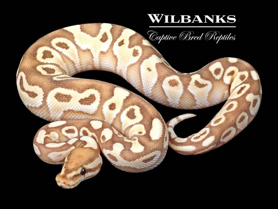 Banana Butter Ball Python by Wilbanks Captive Bred Reptiles