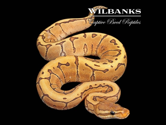 Orange Crush Fire Pinstripe Yellow Belly Ball Python by Wilbanks ...