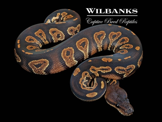Blackhead Black Pastel Ball Python by Wilbanks Captive Bred Reptiles