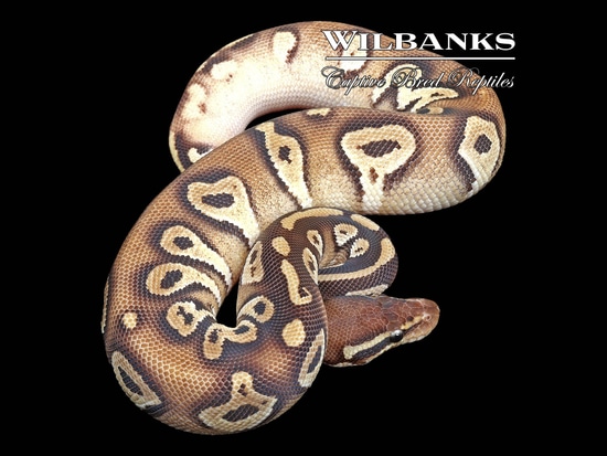 Blackhead Pastel Mojave Ball Python by Wilbanks Captive Bred Reptiles
