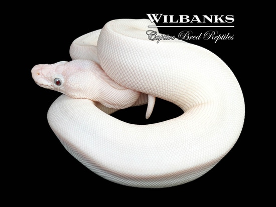 Blue Eyed Leucistic (Lucy) (Mojave Russo) Ball Python by Wilbanks ...