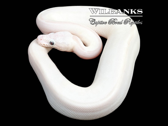 White Diamond Blue Eyed Leucistic (Super Russo) Ball Python by Wilbanks ...
