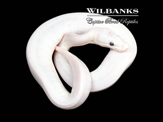 White Diamond Blue Eyed Leucistic (Super Russo) Ball Python by Wilbanks ...