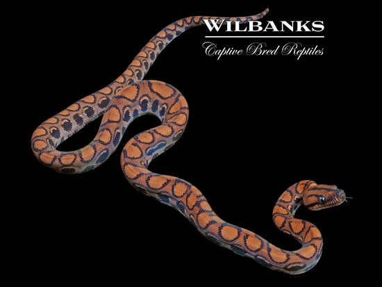 Brazilian Rainbow Boa 50% PH Caramel Albino by Wilbanks Captive Bred ...