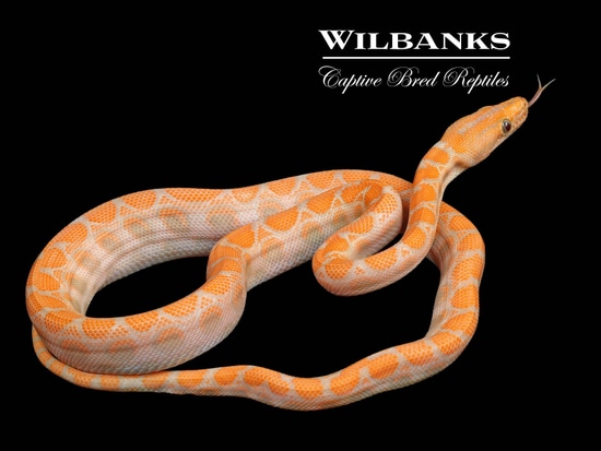 🔥 NO RESERVE🔥 T+ Caramel Albino Brazilian Rainbow Boa by Wilbanks ...