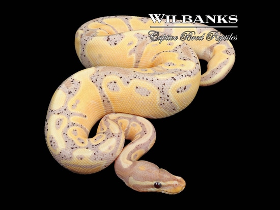 Banana 100% Het. Pied Ball Python by Wilbanks Captive Bred Reptiles