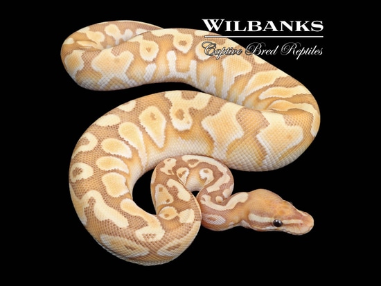 Banana Butter Ball Python by Wilbanks Captive Bred Reptiles