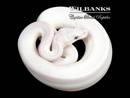 White Diamond Blue Eyed Leucistic (Super Russo) Ball Python by Wilbanks ...
