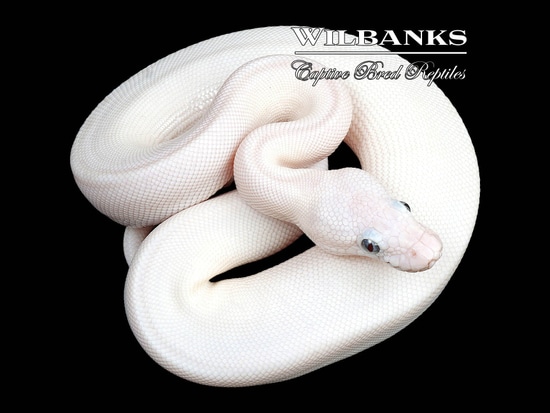 White Diamond Blue Eyed Leucistic (Super Russo) Ball Python by Wilbanks ...