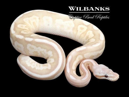 Banana Pewter Fire Ball Python by Wilbanks Captive Bred Reptiles