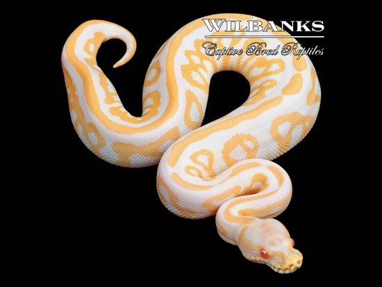Albino Black Pastel Leopard Ball Python by Wilbanks Captive Bred Reptiles