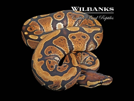 Zuwadi Ball Python by Wilbanks Captive Bred Reptiles