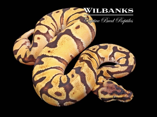 Orange Dream Pastel Enchi Yellow Belly Or Asphalt Ball Python by ...
